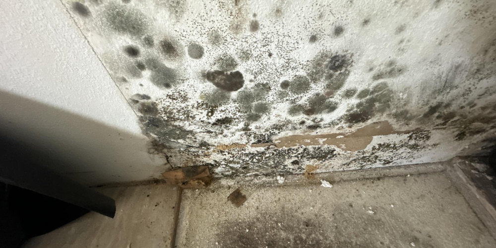 Top Five Tips on Filing a Mold Damage Claim | United Claims Specialists